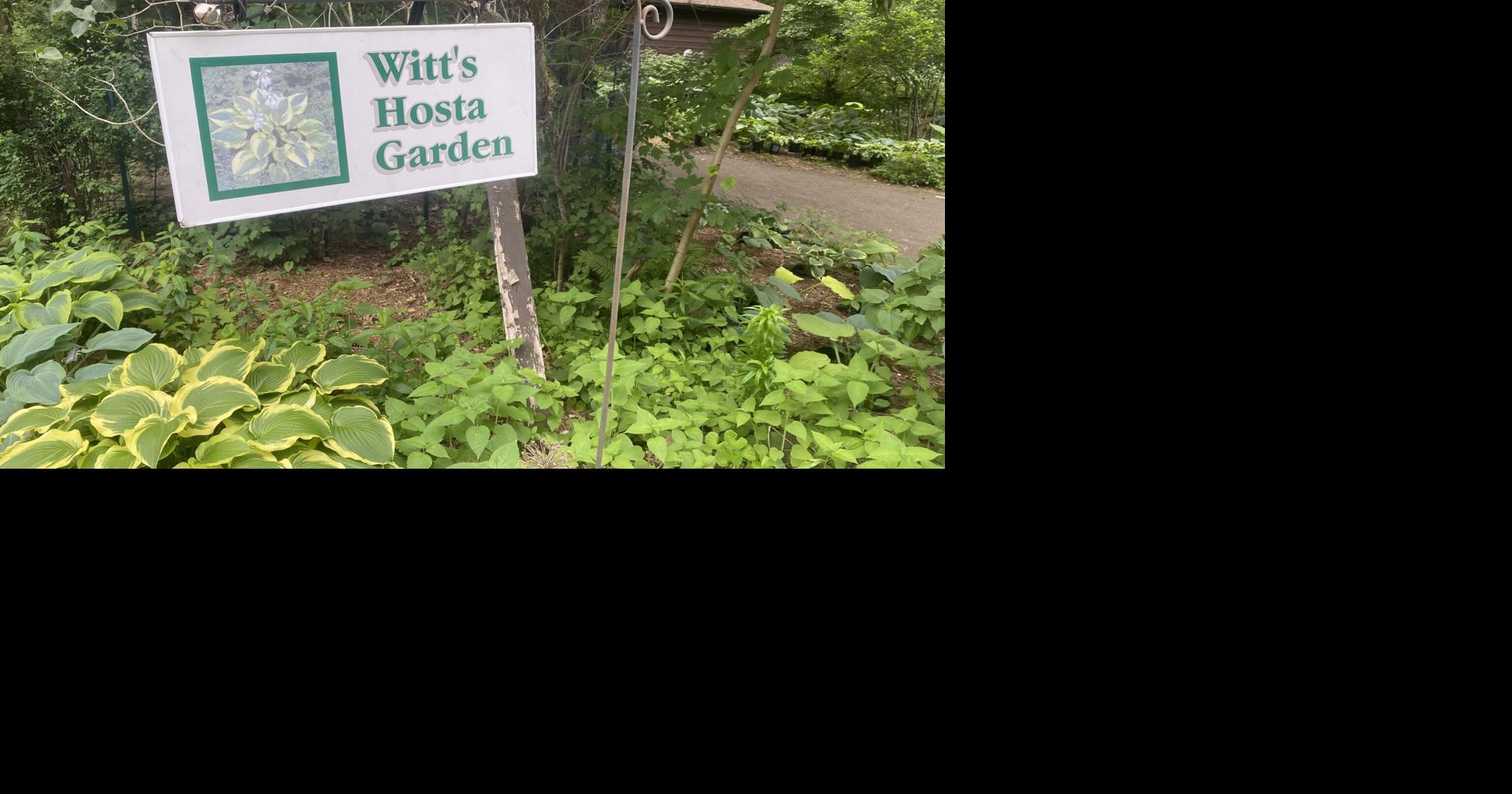 Family shares two acre hosta garden with community this weekend | Eye On Eau Claire | wqow.com