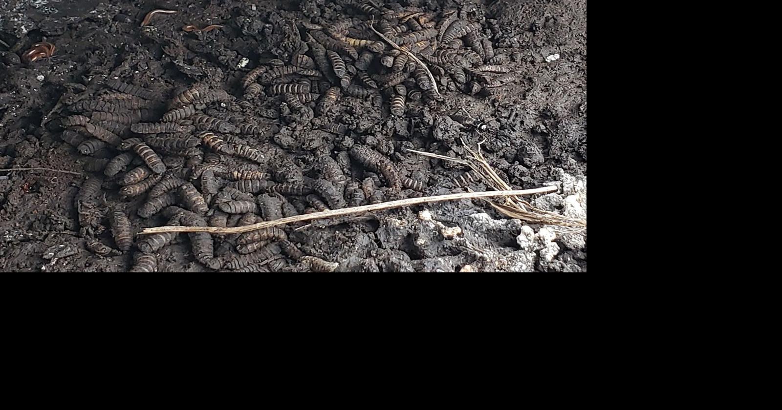 Diva flawless body only wish she resided in SLC so I could