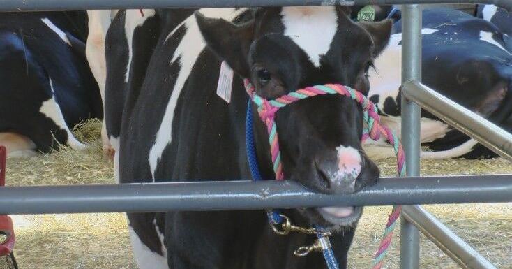 Local youth showcase animals at Northern Wisconsin State Fair ...