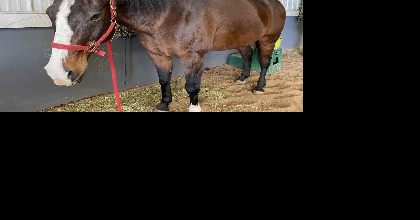 Trinity Equestrian Center helps adults with dementia with the help of ...