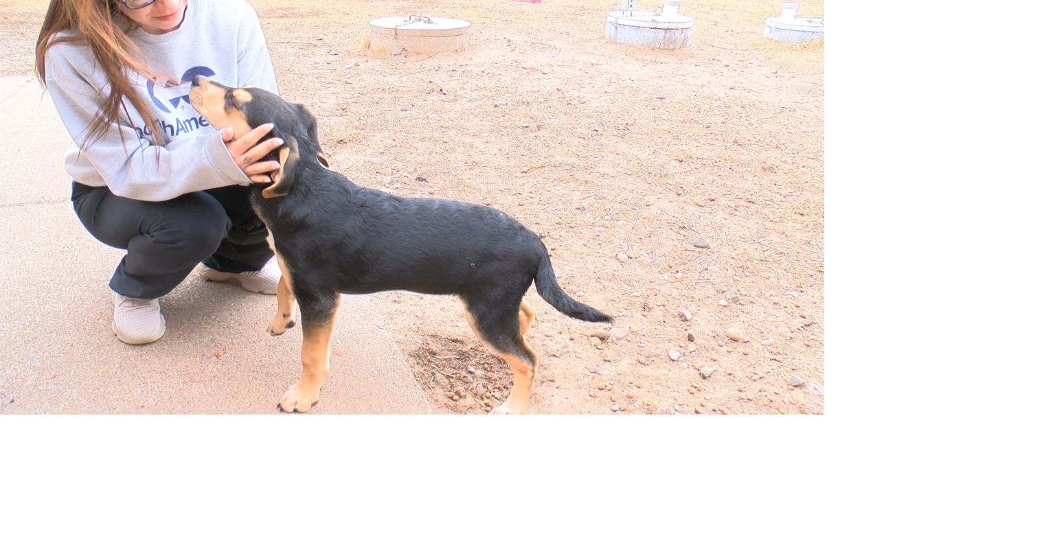 Humane Association experiencing overflow of animals | Pets | wqow.com