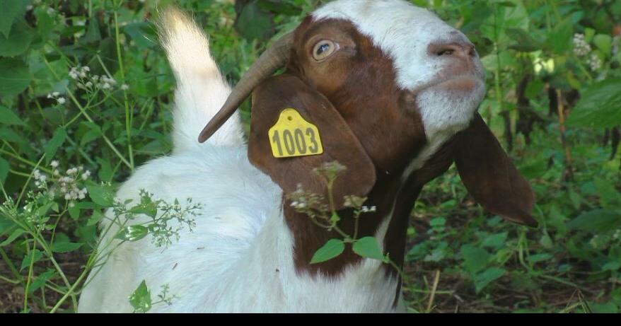 Goats On The Go: Hire a group to eat invasive species | Wake Up ...