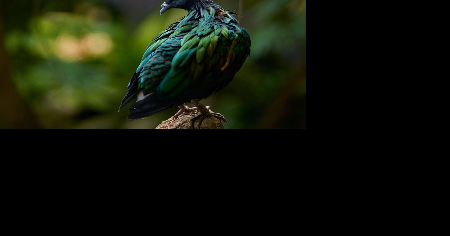 Biotech firm announces ‘pivotal step’ in effort to bring back the dodo ...