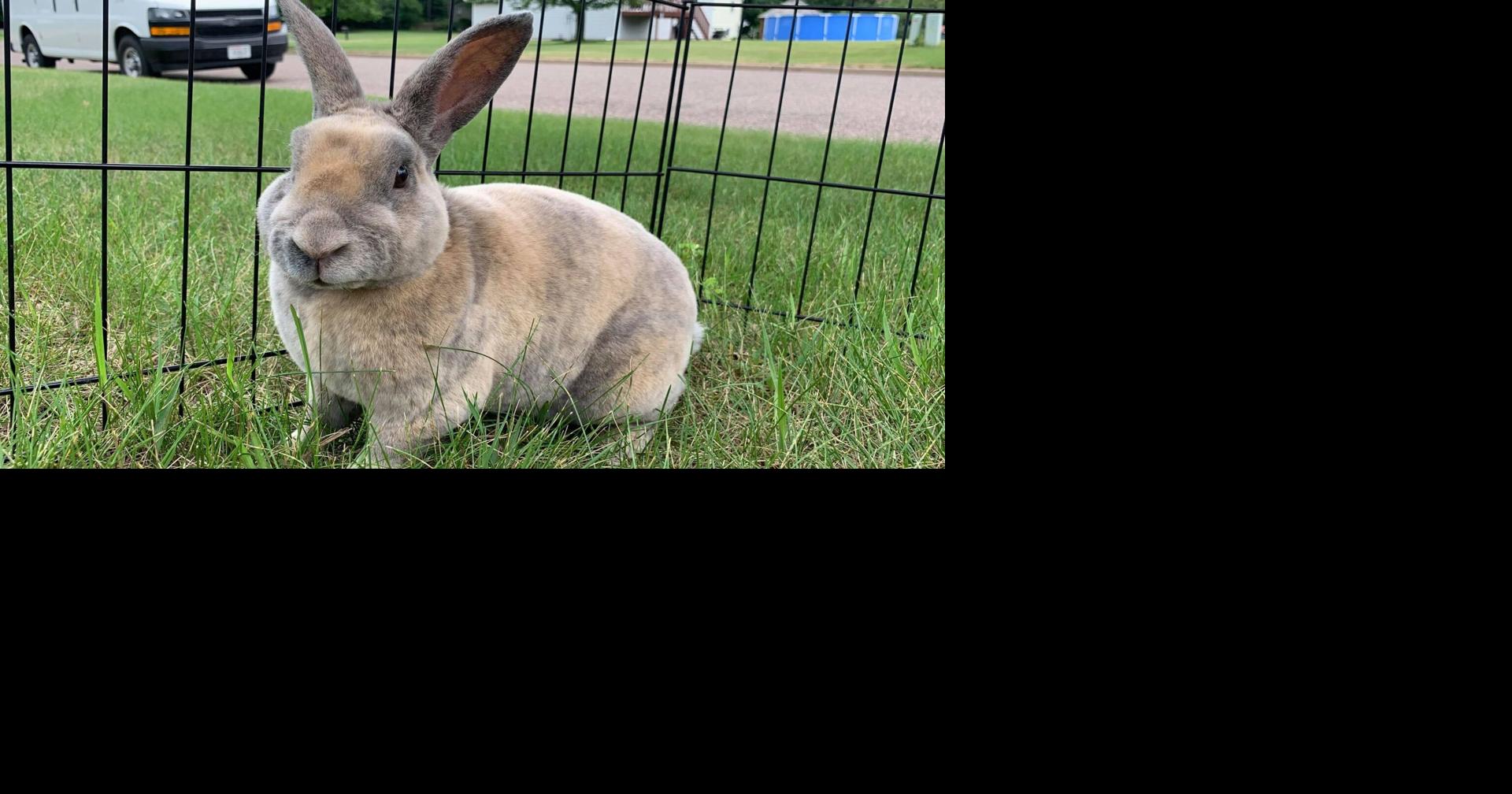 Multiple rabbits in need of foster homes | News | wqow.com