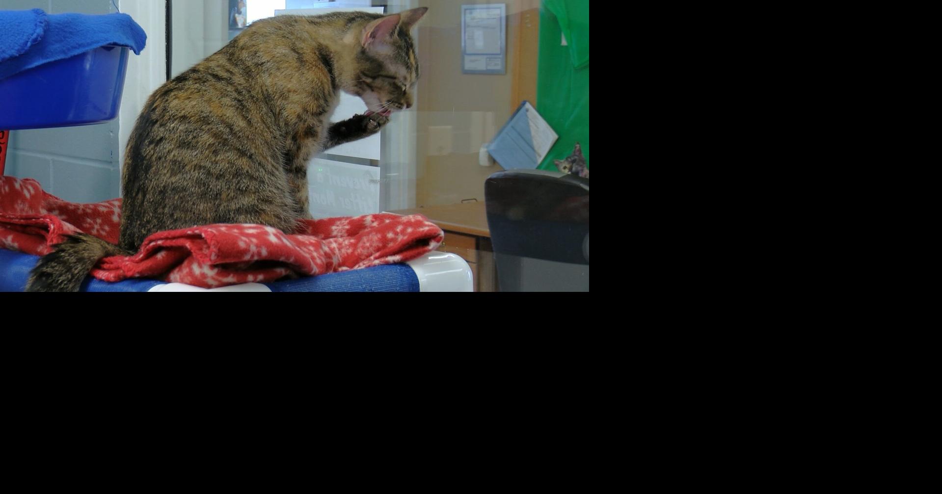 Blankets donated after Eau Claire County Humane Association announces ...
