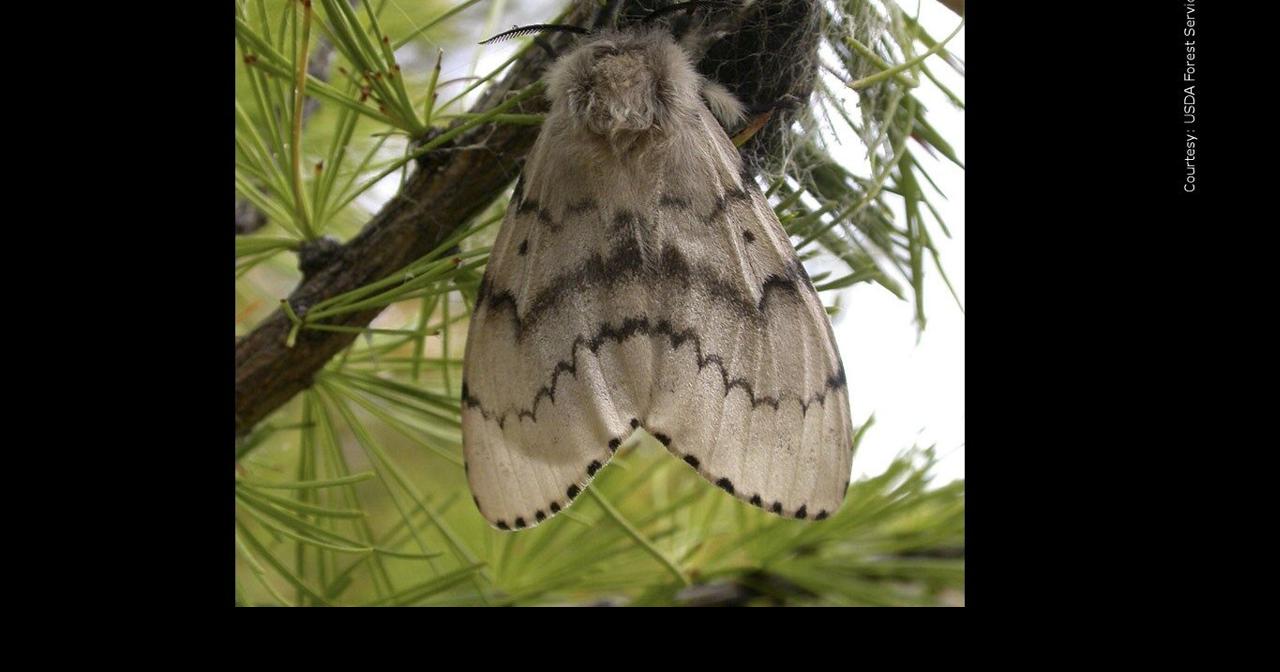 State plans on spraying for spongy moths next month | Wisconsin News ...