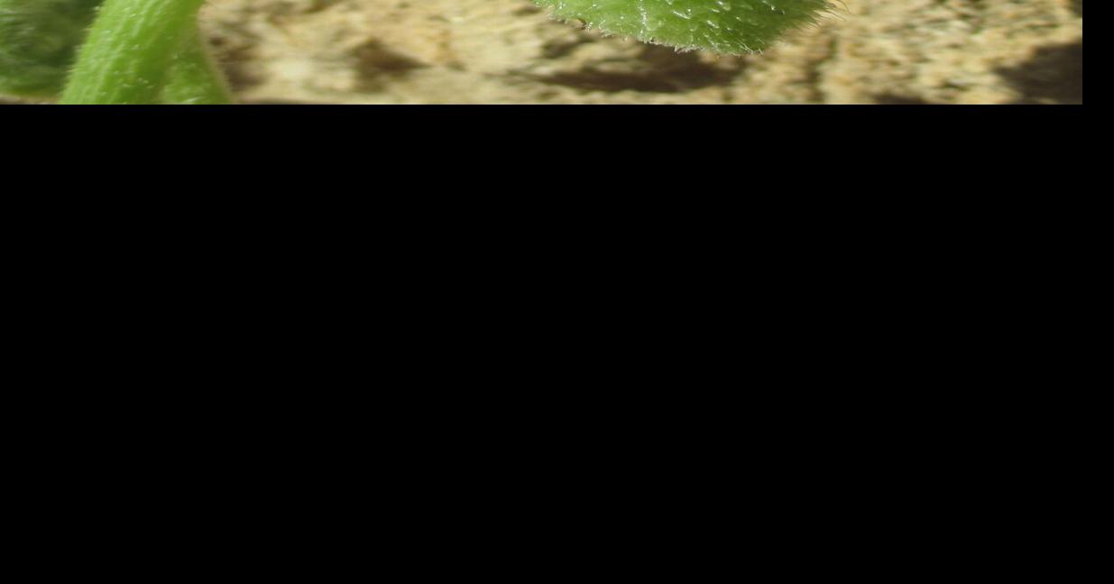 Scientists solve centuries-old mystery of how a cucumber explosively ...