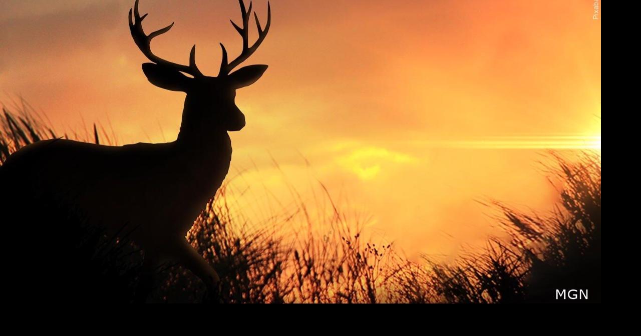 Diseases could spoil deer season for some hunters | News | wqow.com