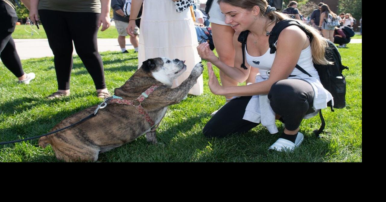 Dozens of dogs to be on UWEC campus for "Bark Break” | Positively ...