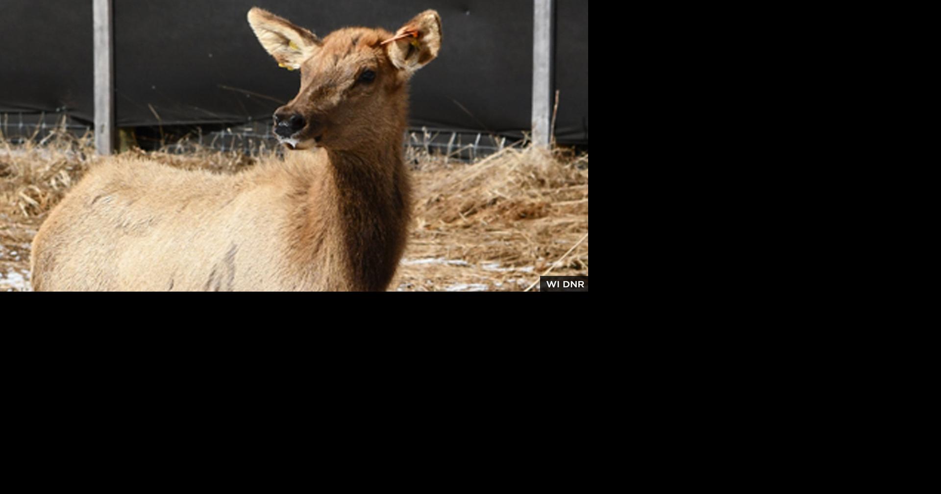 Charge filed in illegal elk shooting case | Crime and Courts | wqow.com