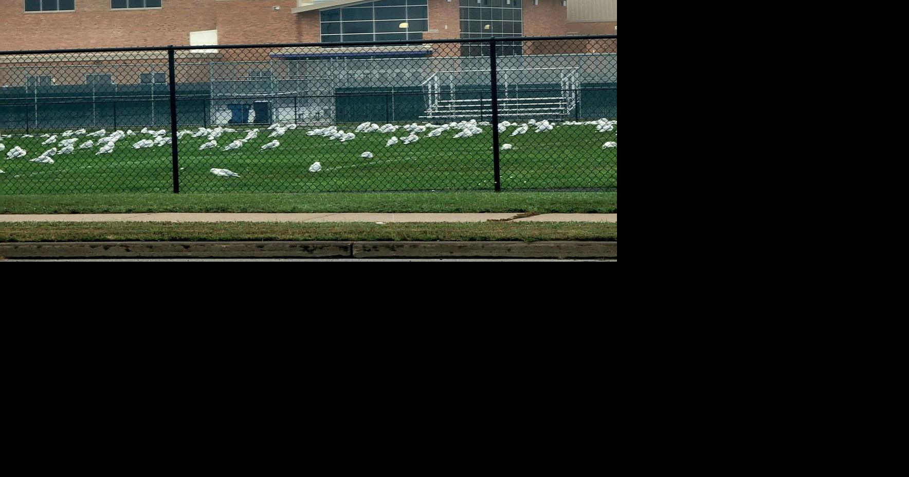 You Ask, We Answer: Why are there so many seagulls on the field at ...