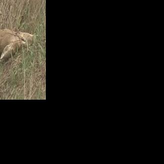 How to handle crashes with deer | News | wqow.com