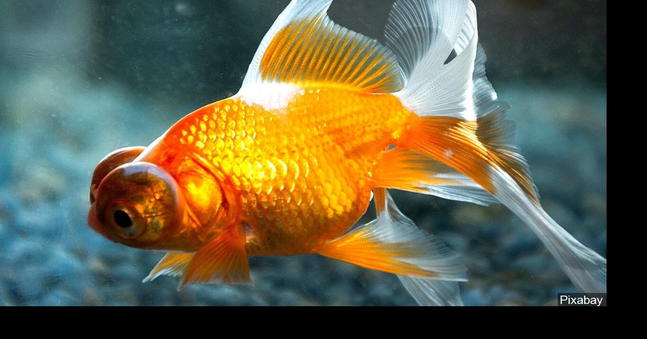 Goldfish are invasive problem in Twin Cities lake | News | wqow.com