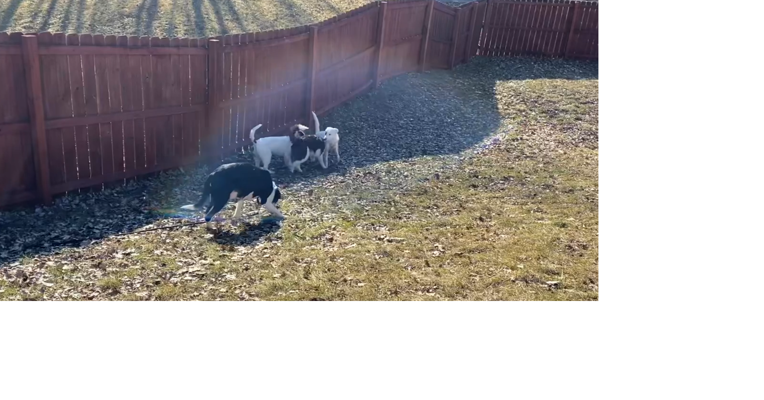 Dunn County Humane Society gains 14 dogs in 48 hours | Chippewa Valley ...