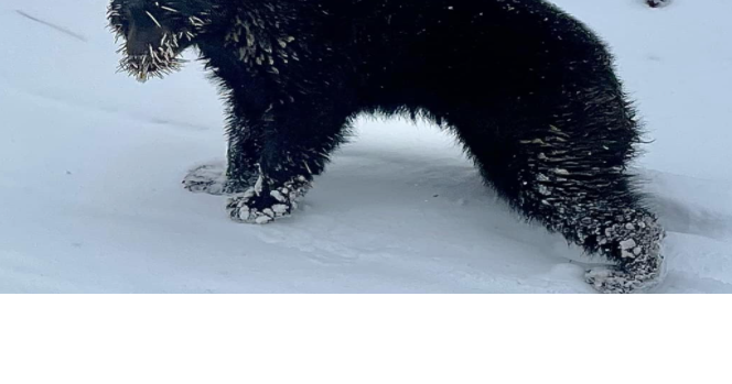 Bear cub quilled by porcupine in Rusk County | News | wqow.com