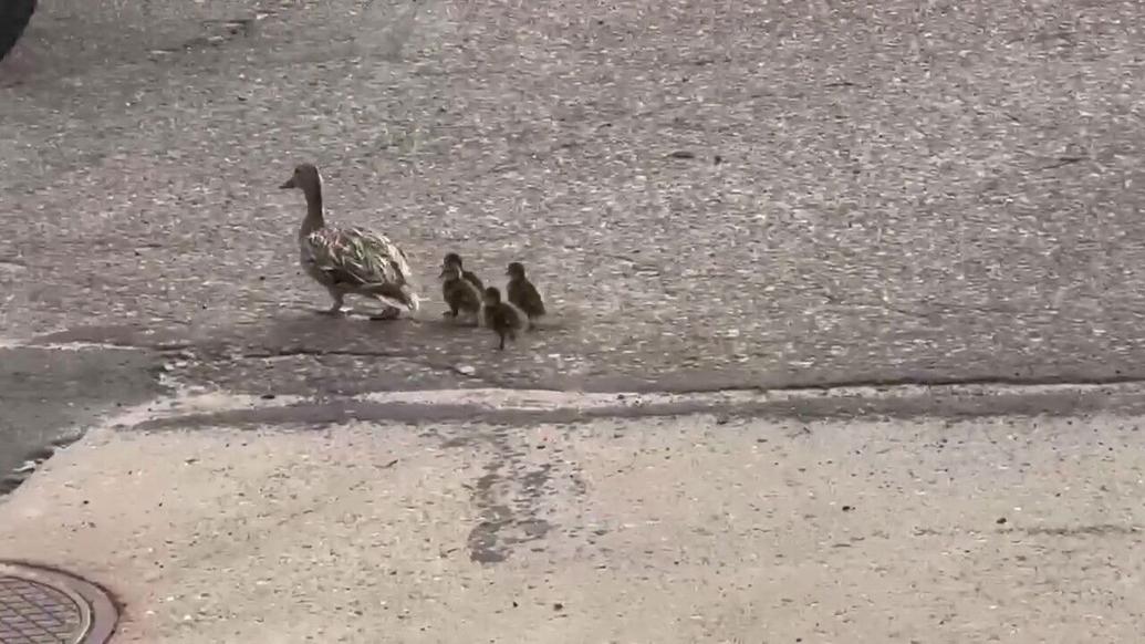 Duck3.jpg | | wqow.com