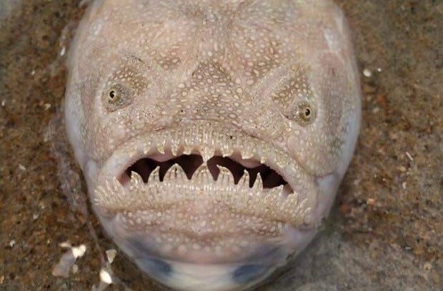 Crazy Looking Fish