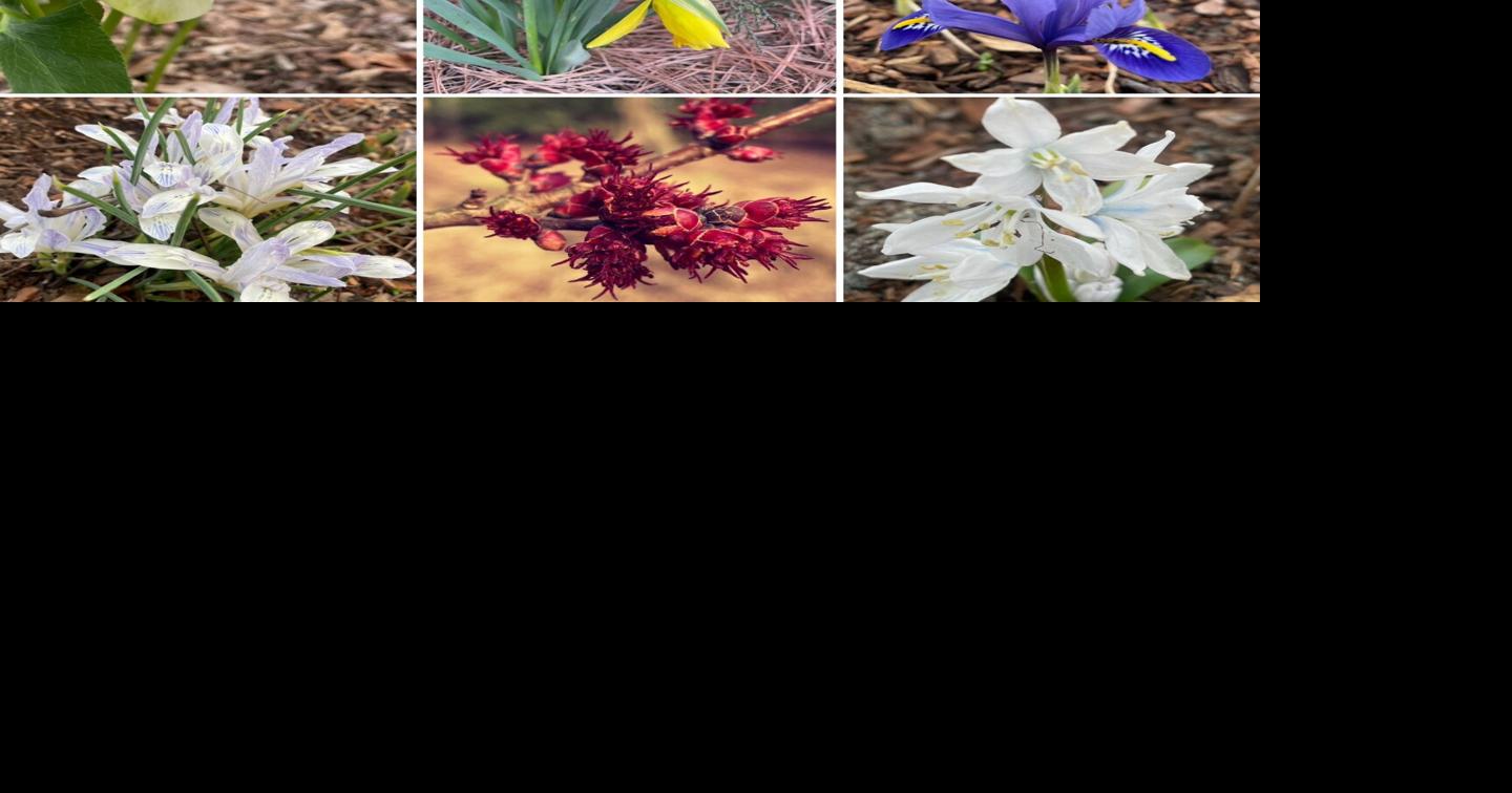 Delaware Botanic Gardens Excited to Showcase Progress at March 16 ...