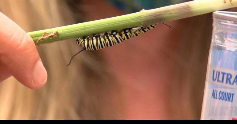 Burpee Museum hosts butterfly festival this weekend | Museums | wrex.com