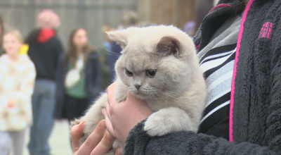 cat declawing illinois