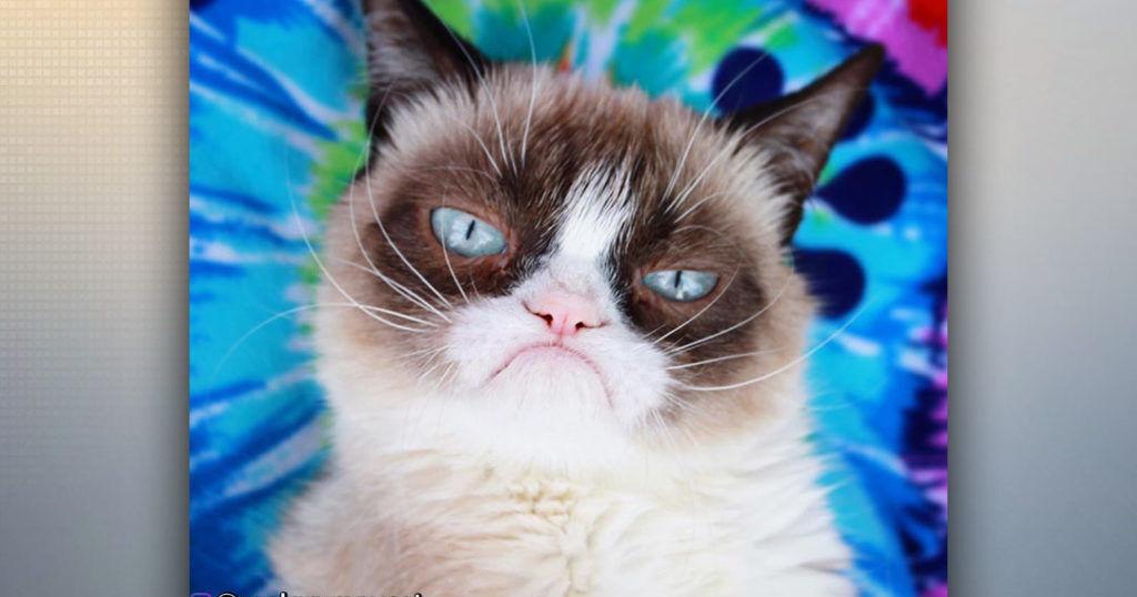 Internet sensation Grumpy Cat dies at age 7 | News | wrex.com