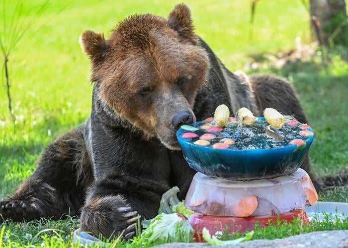 Brookfield Zoo animals receive 4th of July-themed enrichment, food for ...