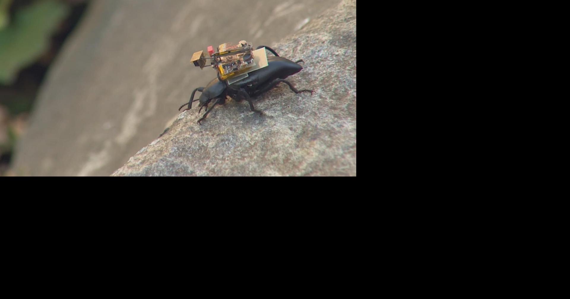 Beetle Cam Offers Bugs-Eye-View | News | wrex.com