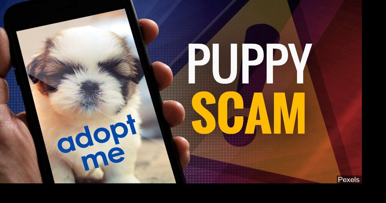 BBB warning of pet scams during the holidays | News | wrex.com