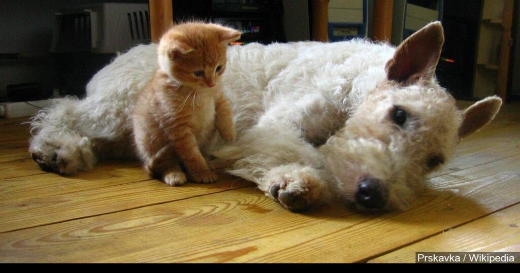 Beloit pet stores no longer allowed to sell animals | Top Stories ...