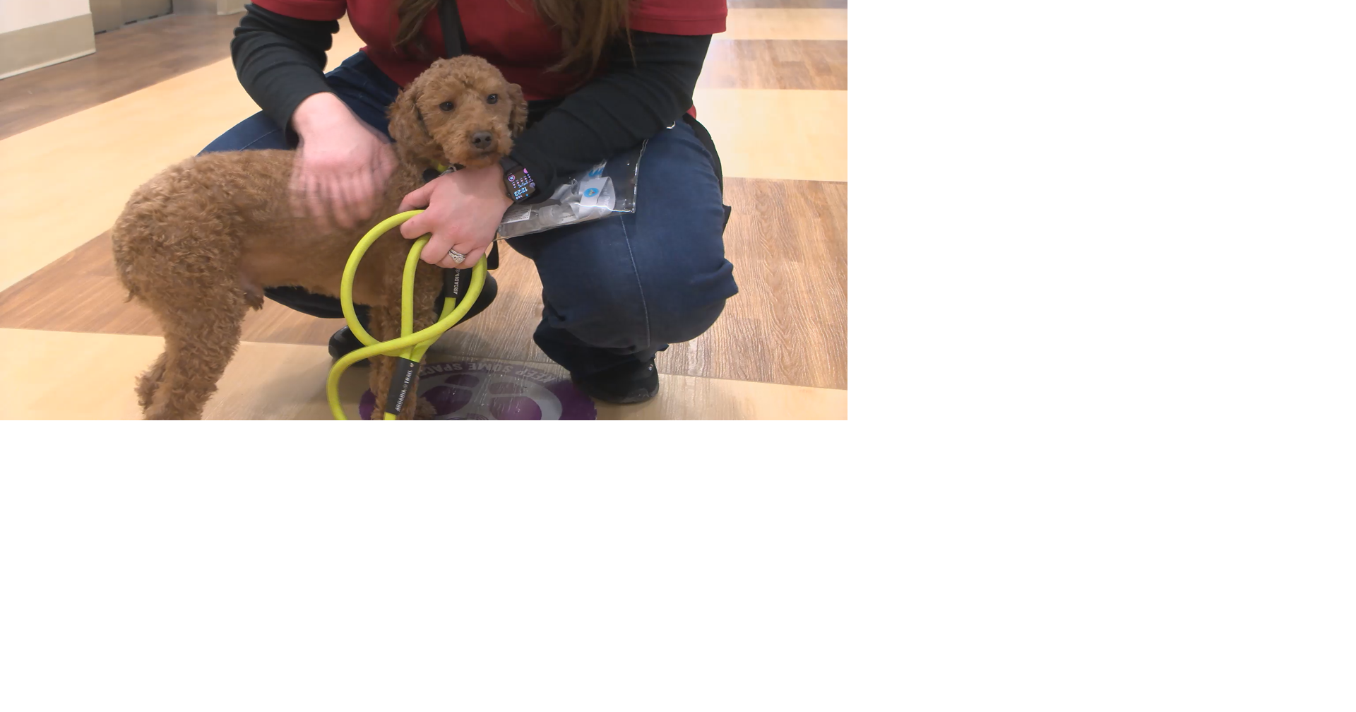 UW Health seeks more dogs for Caring Canines program in Rockford ...