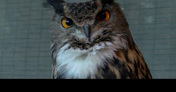 Stateline animal rehabilitation organization to host interactive animal ...