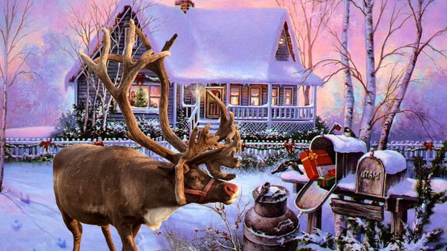 Meet Santa's reindeer at Christmas Town in Summerfield Zoo | Zoology ...