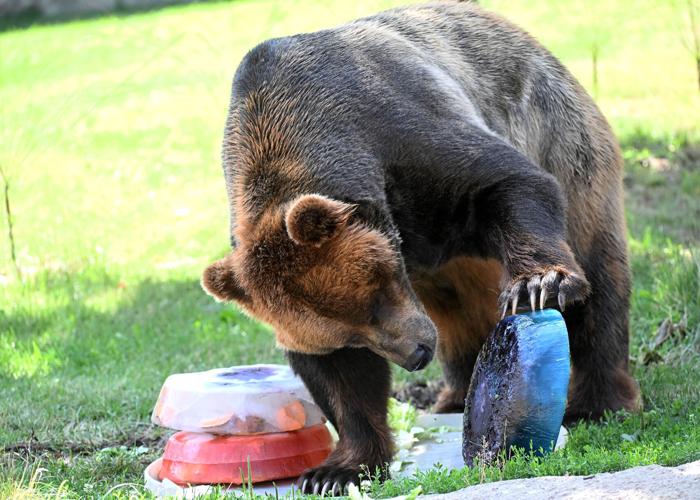 Brookfield Zoo animals receive 4th of July-themed enrichment, food for ...