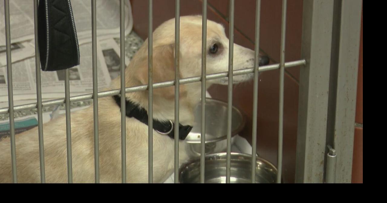 Stateline pet stores pushback on state law | News | wrex.com