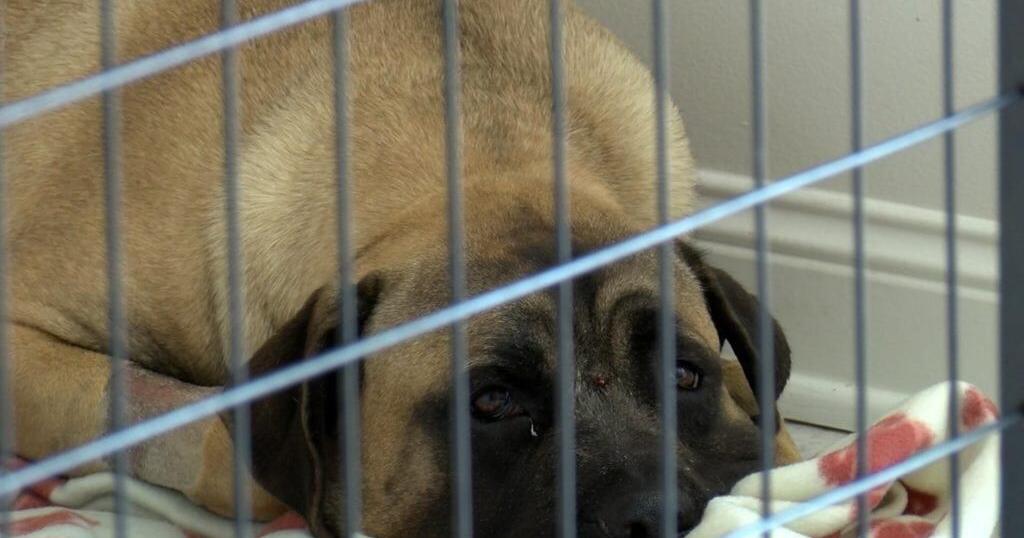 Local shelter reacts to recent Parvovirus outbreak | News | wrex.com