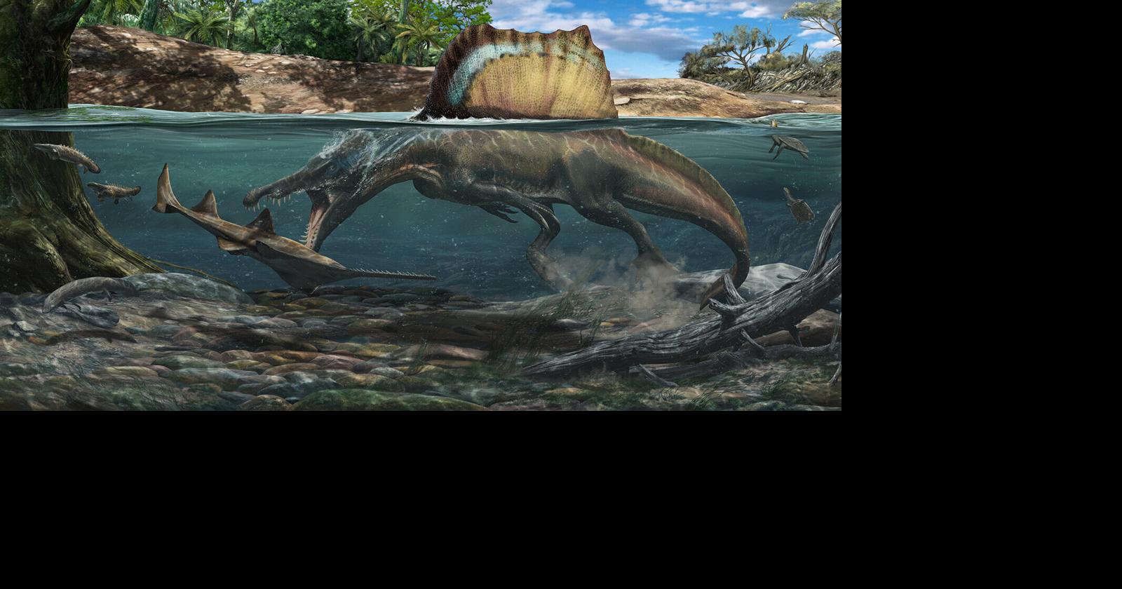 A dinosaur bigger than T. rex swam and hunted its prey underwater ...