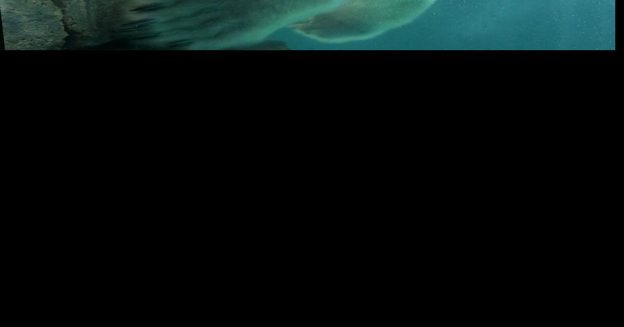 Photos: Brookfield Zoo animals keeping cool | | wrex.com