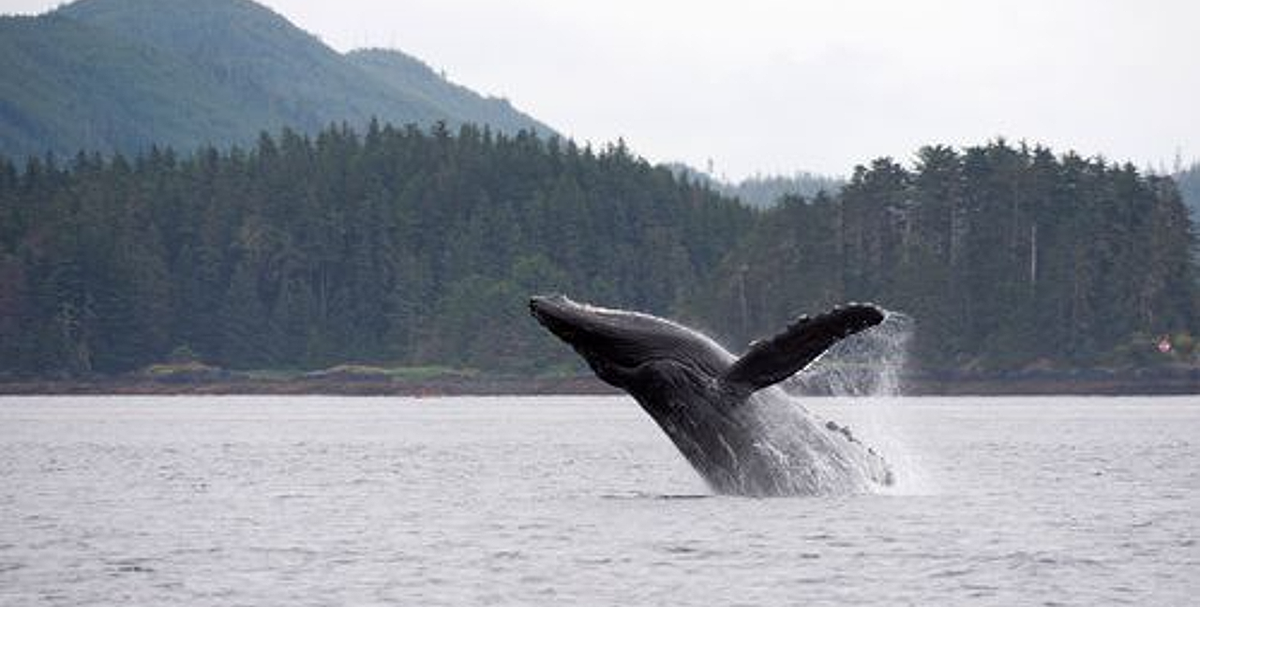 Whales have an important but overlooked role in tackling the climate ...