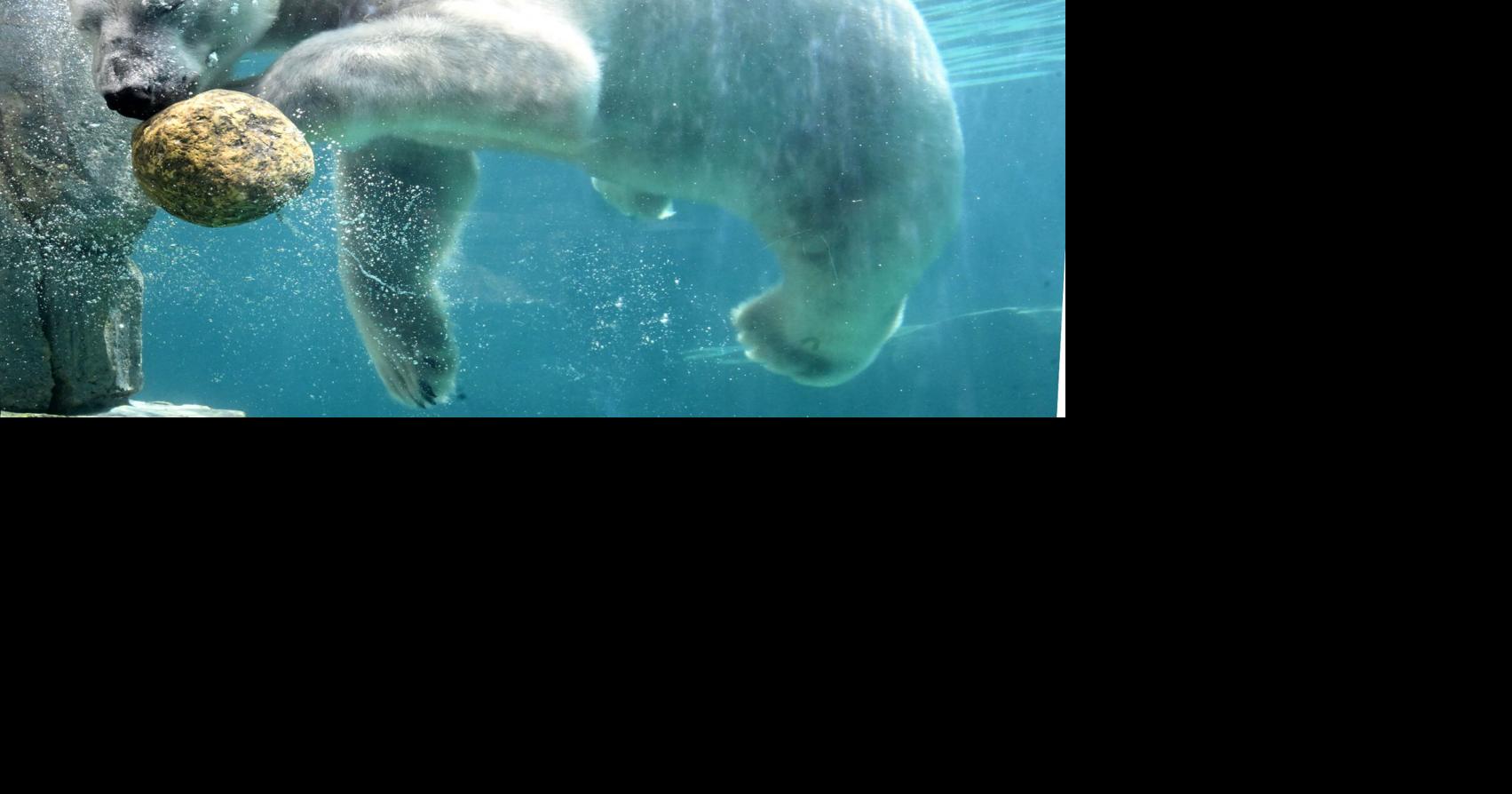 Brookfield Zoo animals beat the heat with water enrichment activities ...