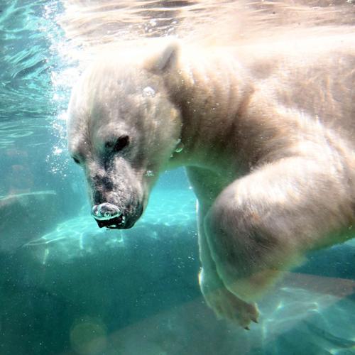 Photos: Brookfield Zoo animals keeping cool | | wrex.com