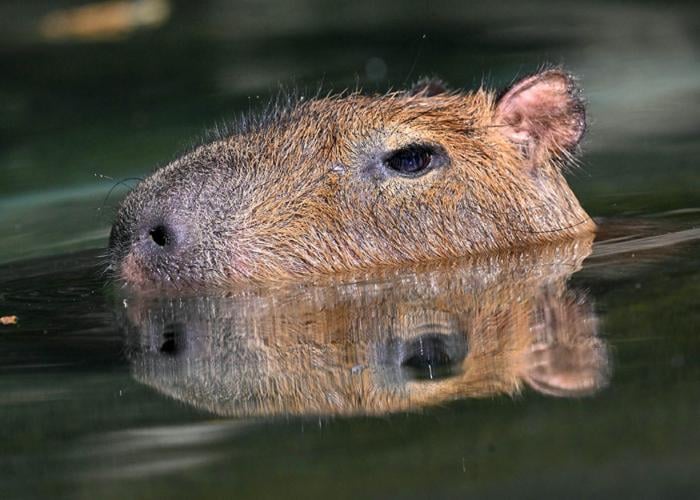 Photos: Brookfield Zoo animals keeping cool | | wrex.com