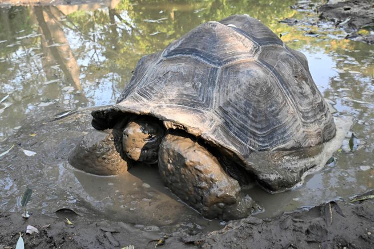 Photos: Brookfield Zoo animals keeping cool | | wrex.com