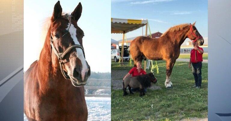 World’s tallest horse Big Jake dies in Wisconsin at age 20 | News ...