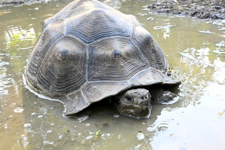 Photos: Brookfield Zoo animals keeping cool | | wrex.com