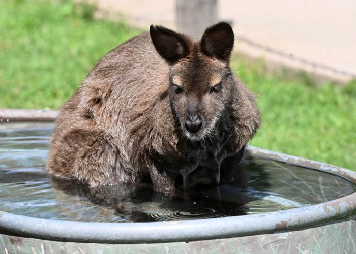 Photos: Brookfield Zoo animals keeping cool | | wrex.com