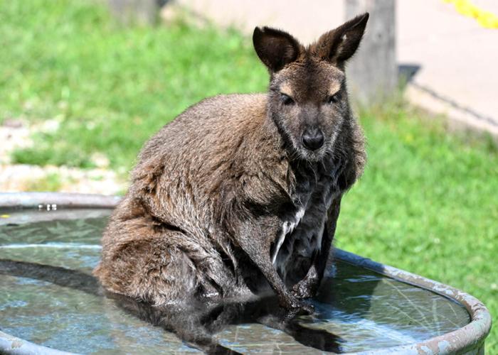 Photos: Brookfield Zoo animals keeping cool | | wrex.com