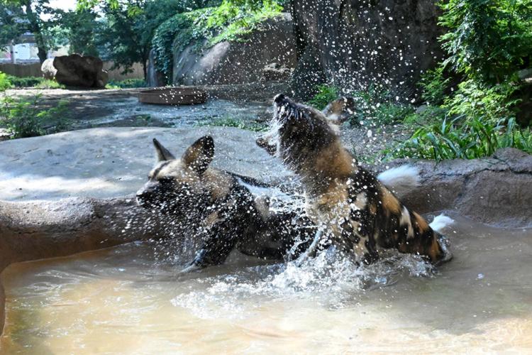 Photos: Brookfield Zoo animals keeping cool | | wrex.com