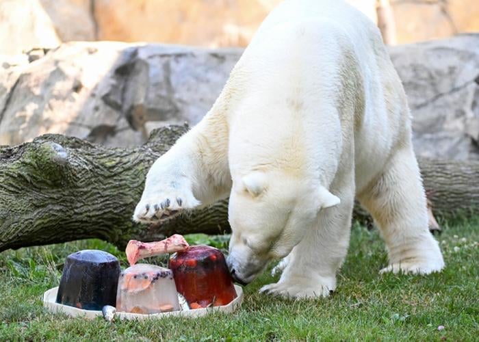 Brookfield Zoo animals receive 4th of July-themed enrichment, food for ...