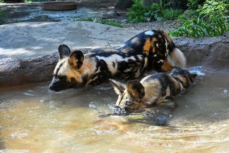 Photos: Brookfield Zoo animals keeping cool | | wrex.com