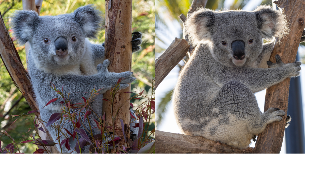 Koalas arrive at Brookfield Zoo for first time | Zootechnics | wrex.com
